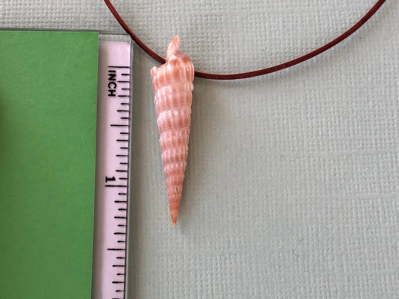 Seashell Choker- Real Auger Shell on Brown Leather Choker Necklace ...
