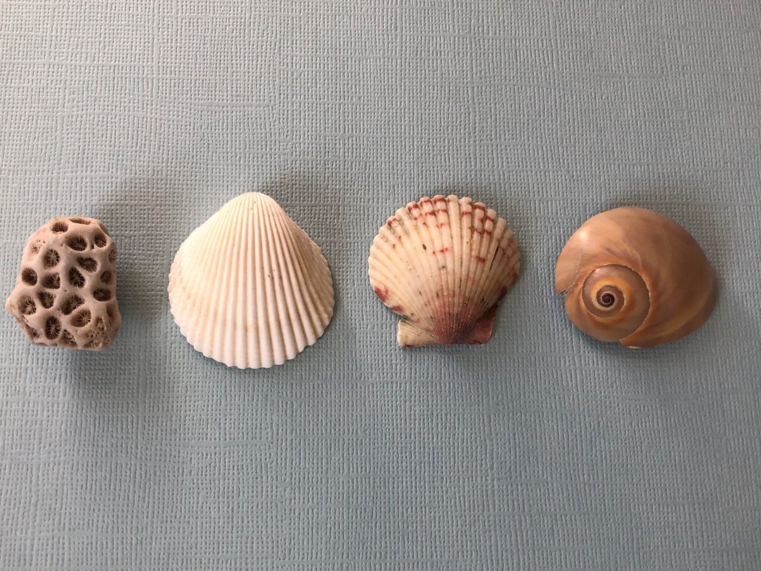 Seashell Magnets Set of Four Real Seashell Magnets Beach Souvenir ...