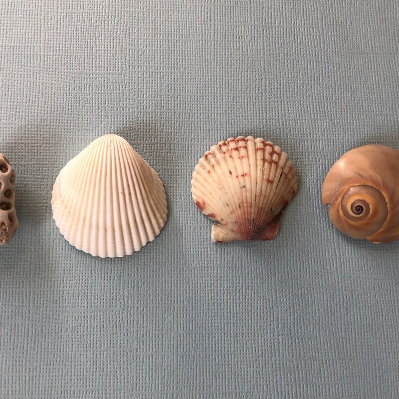 Real Seashells - Etsy
