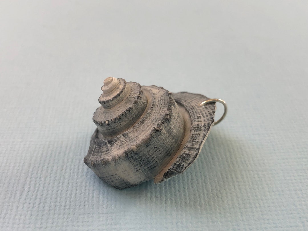 Seashell Charm- Channel Whelk Shell Charm- North Carolina Beach ...