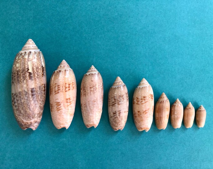 Lot of 9 Real Lettered Olive Seashells- All Natural Shells- North ...