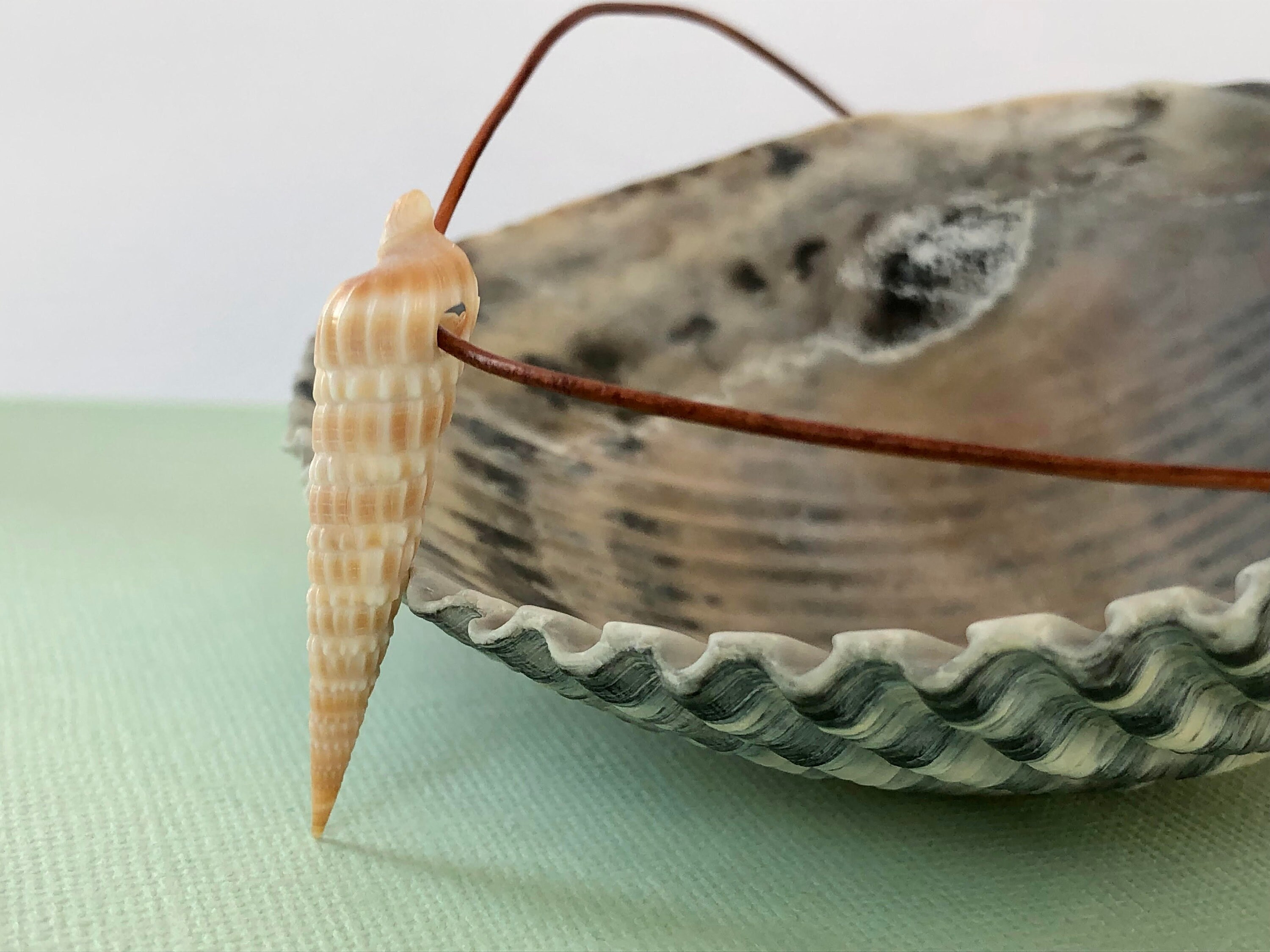 Seashell Choker- Real Auger Shell on Brown Leather Choker Necklace ...