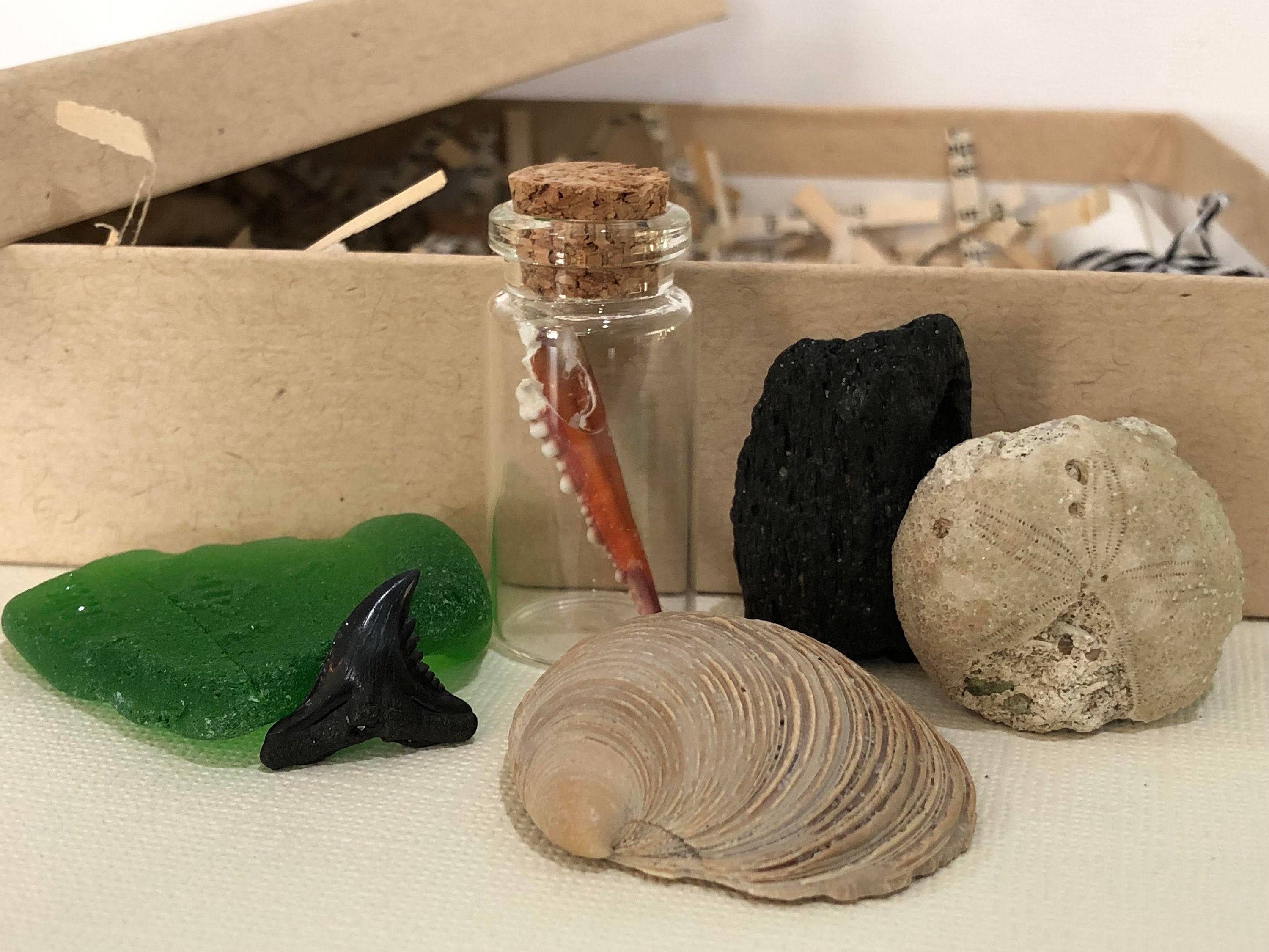 Ocean Curiosity Box- 13 Unique Natural Treasures- Oddities and ...
