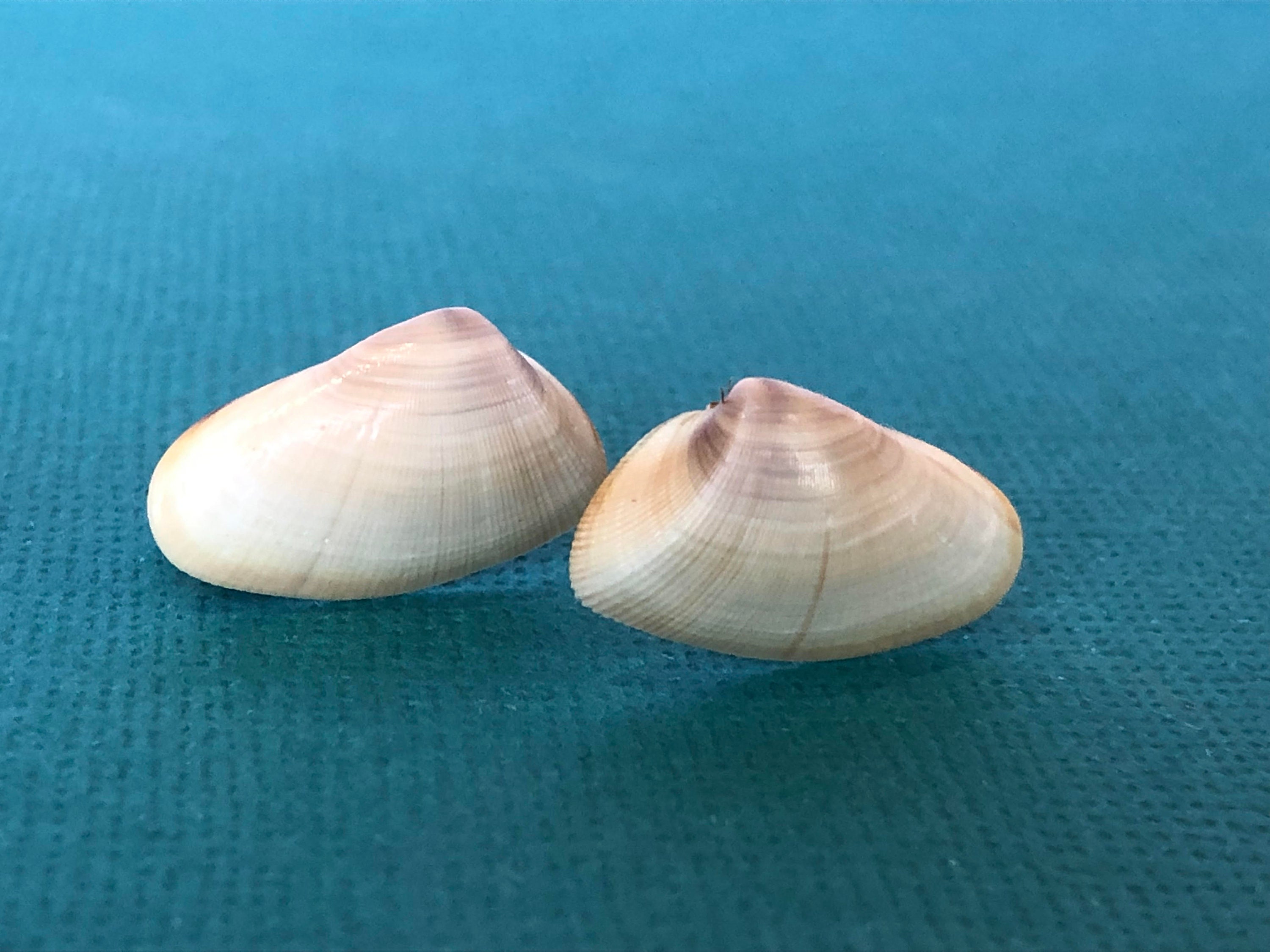 Coquina Clam