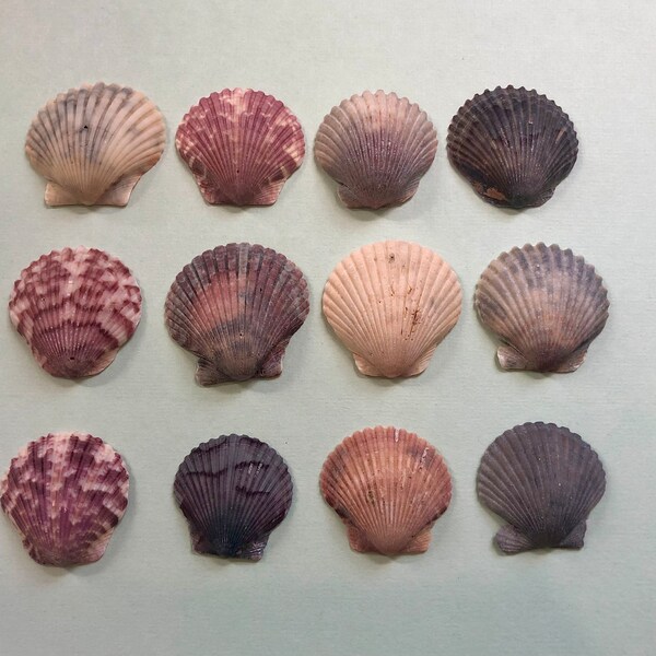 Scallop Shell - Etsy