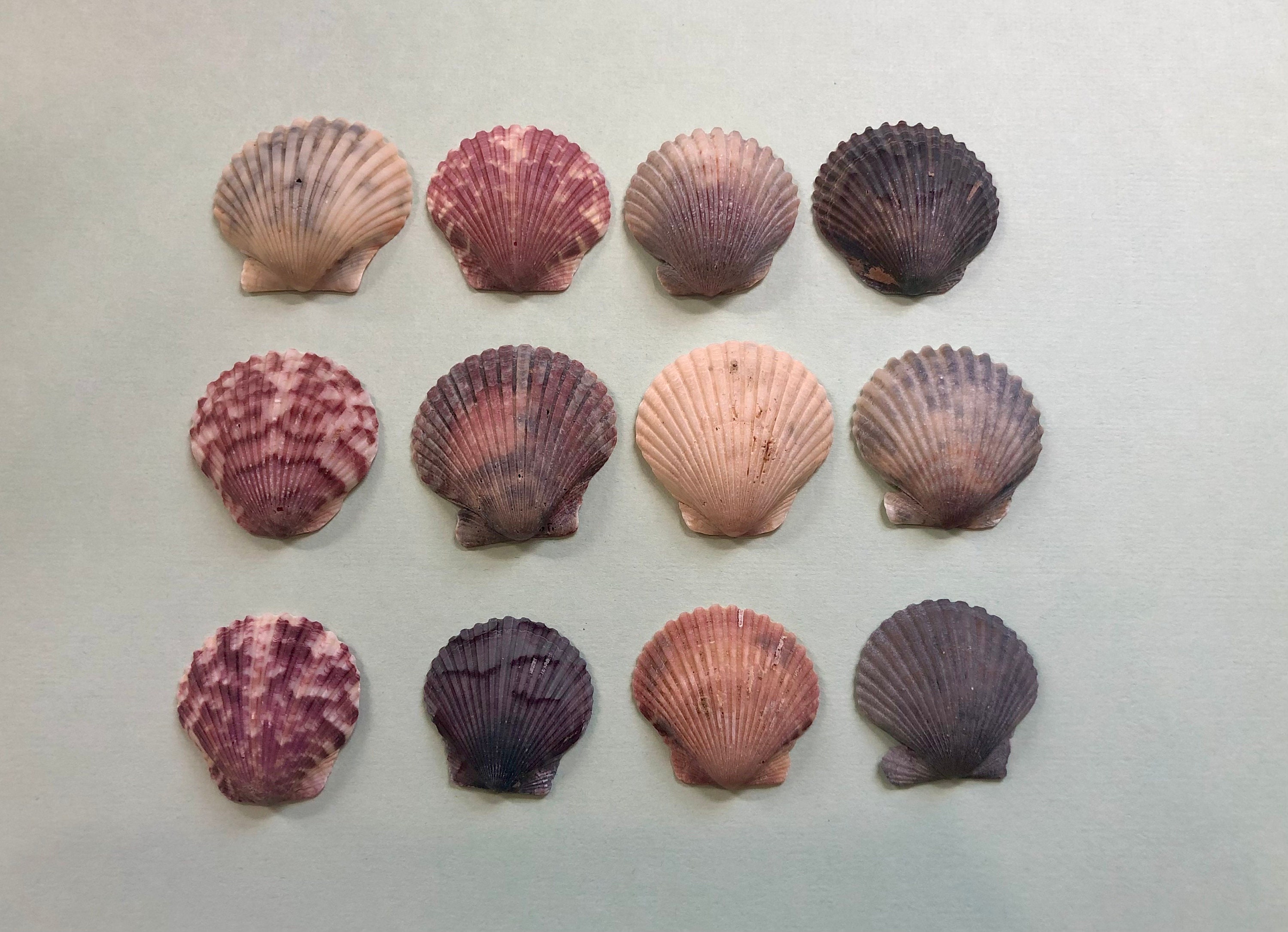 Lot of 12 Scallop Seashells Real North Carolina Atlantic Calico Scallop ...