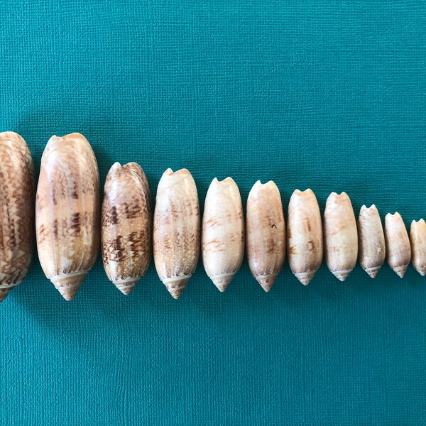 Lettered Olive - Etsy