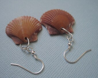 Real Seashell Earrings - Etsy