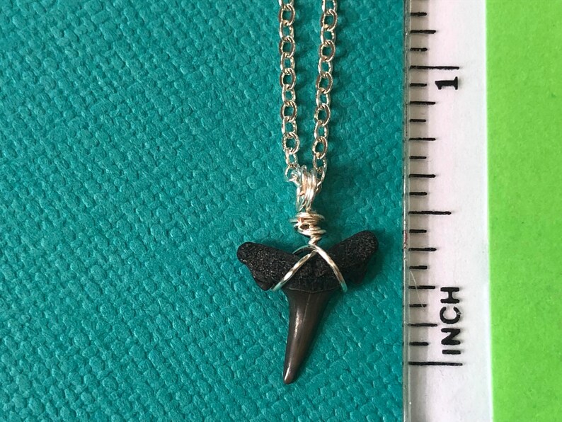 Shark Tooth Necklace- Real Fossil Shark Tooth- Silver Wire Wrapped ...