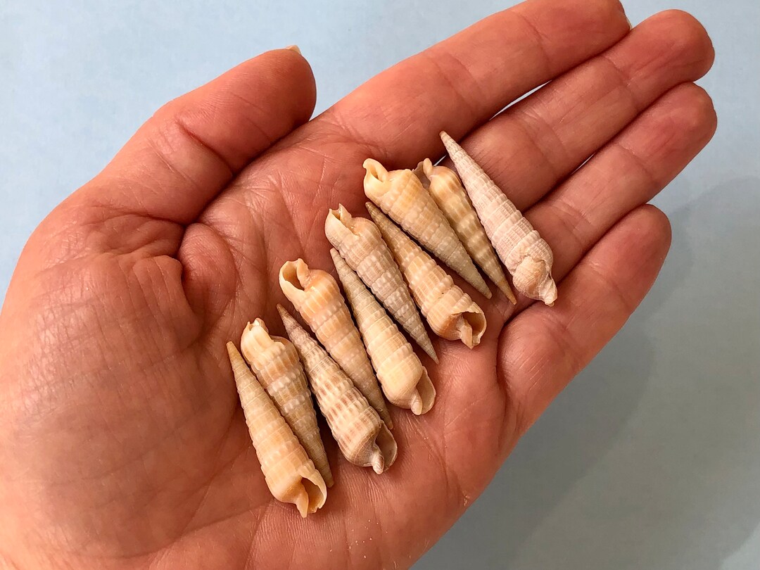 Lot of 10 Auger Shells- Real North Carolina Seashells- Shells for Craft ...