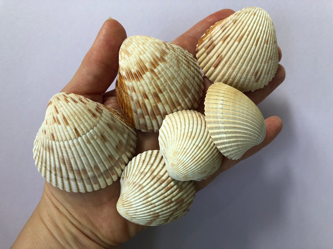 Lot of 6 Giant Atlantic Cockle Shells Real North Carolina Seashells ...