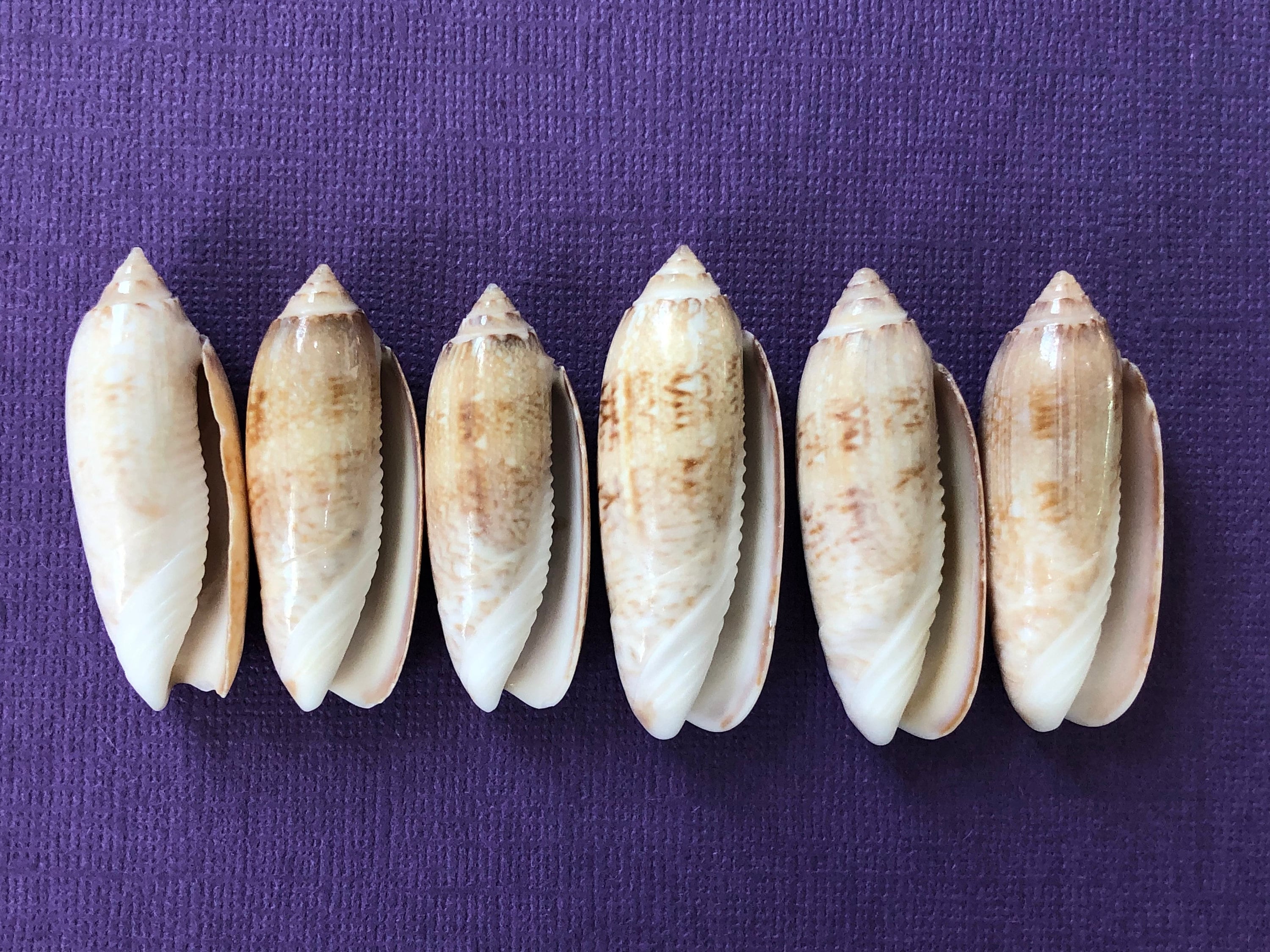 Lot of 6 Large Lettered Olive Seashells- Natural Shells- 1.5 Inches ...