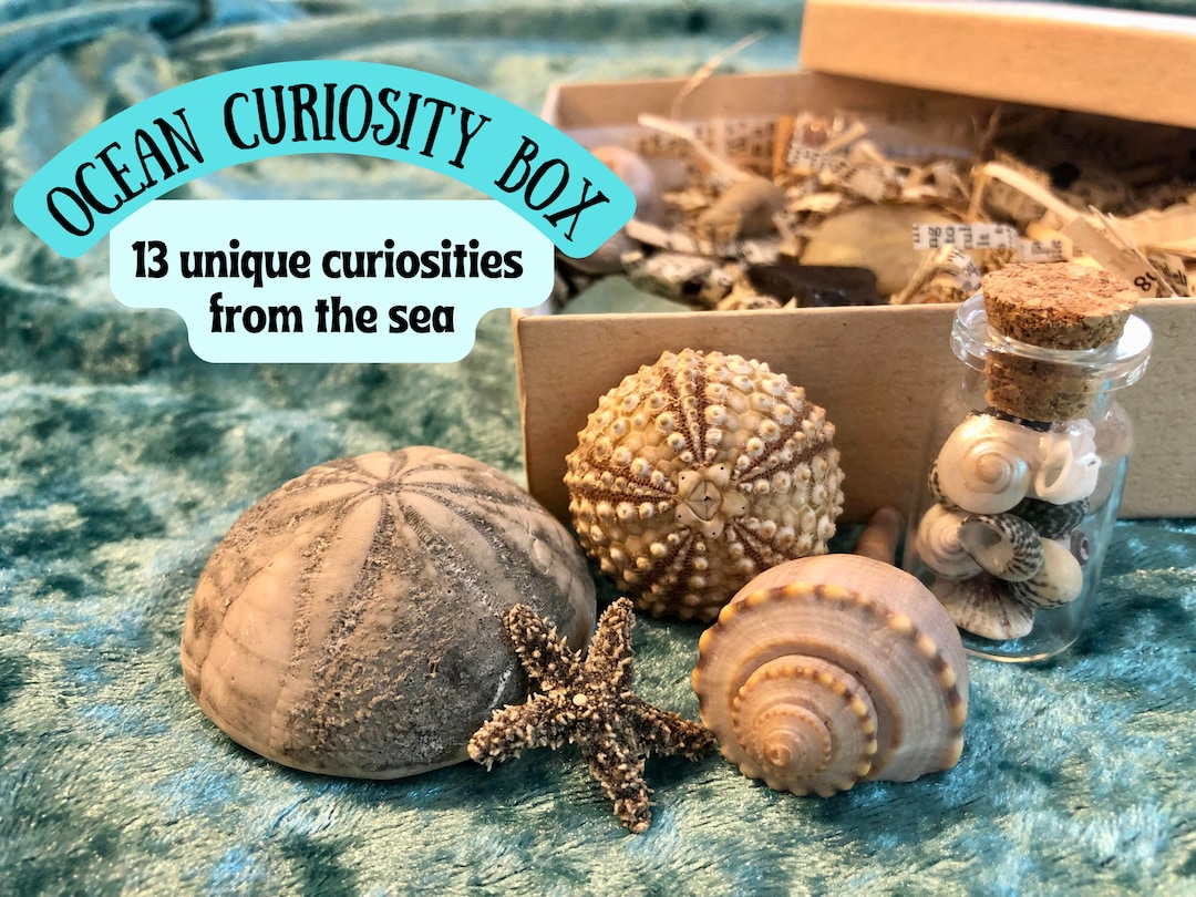 Ocean Curiosity Box- 13 Unique Natural Treasures- Oddities and ...