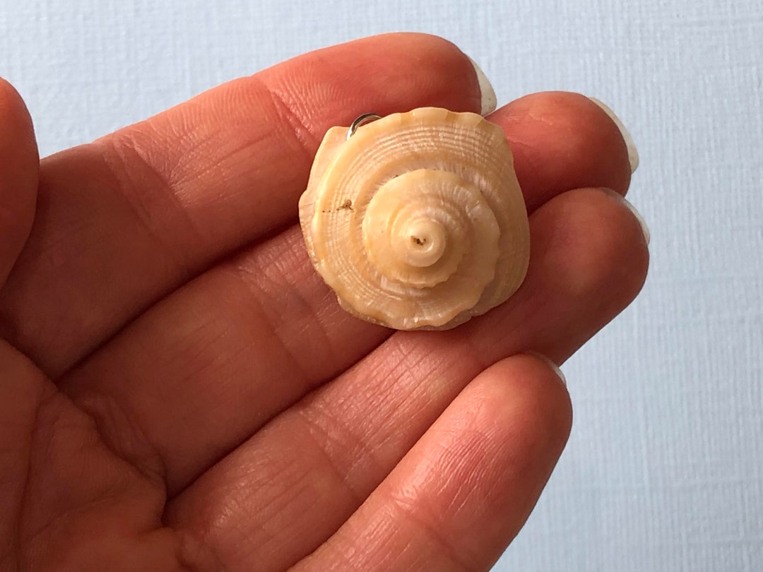 Seashell Charm- Small Whelk Shell Charm- Channel Whelk Shell- North ...
