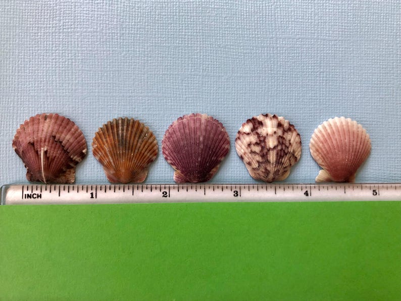 Lot of 12 Scallop Seashells- Real North Carolina Atlantic Calico ...