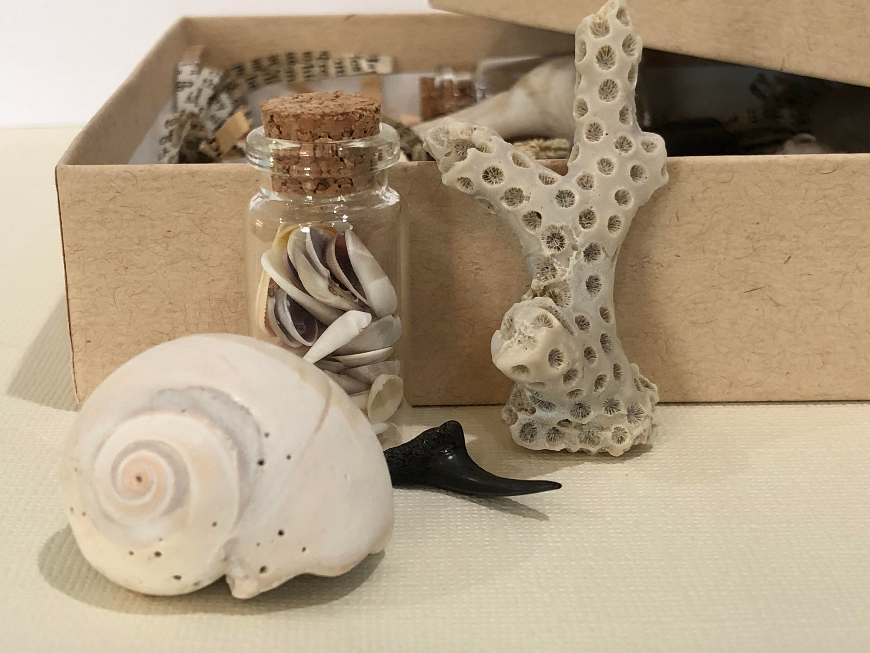 Ocean Curiosity Box- 13 Unique Natural Treasures- Oddities and ...