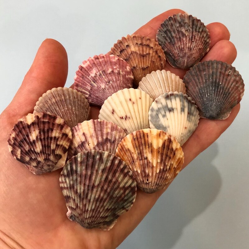 Calico Scallop Shell - Etsy