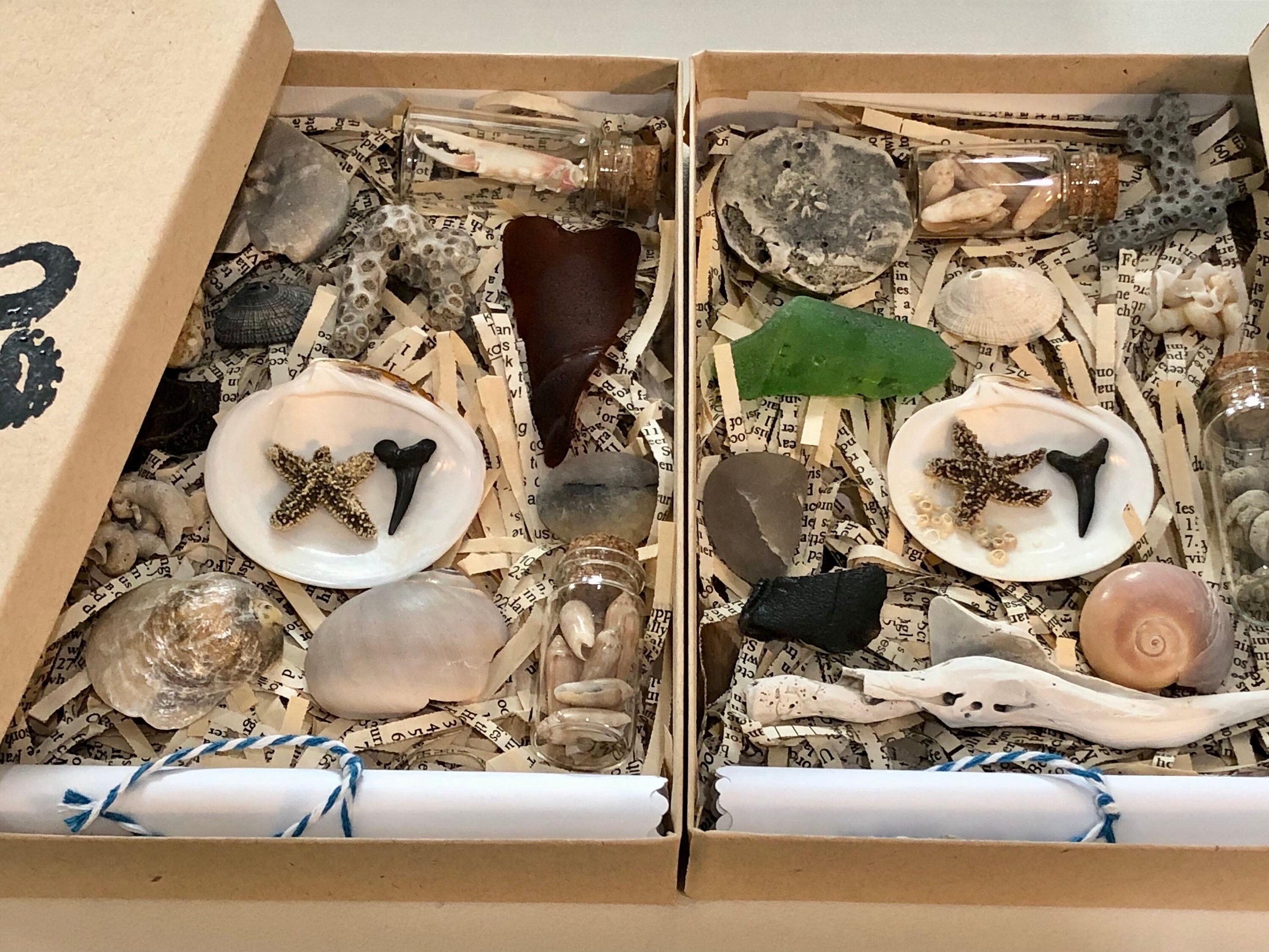 Ocean Curiosity Box- 13 Unique Natural Treasures- Oddities and ...