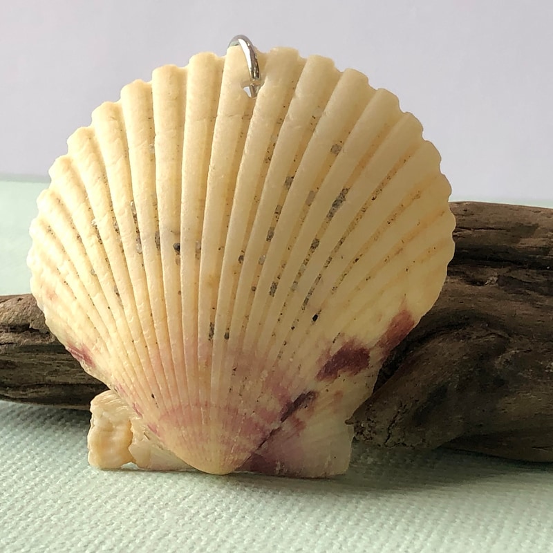 Real Seashells - Etsy