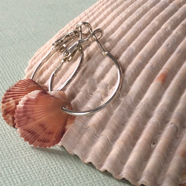 Real Seashells - Etsy