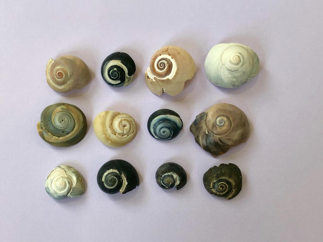 Lot of 12 Atlantic Moon Snail Shells- Real North Carolina Seashells ...