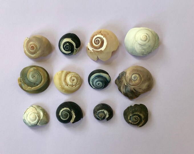 Lot of 12 Atlantic Moon Snail Shells- Real North Carolina Seashells ...
