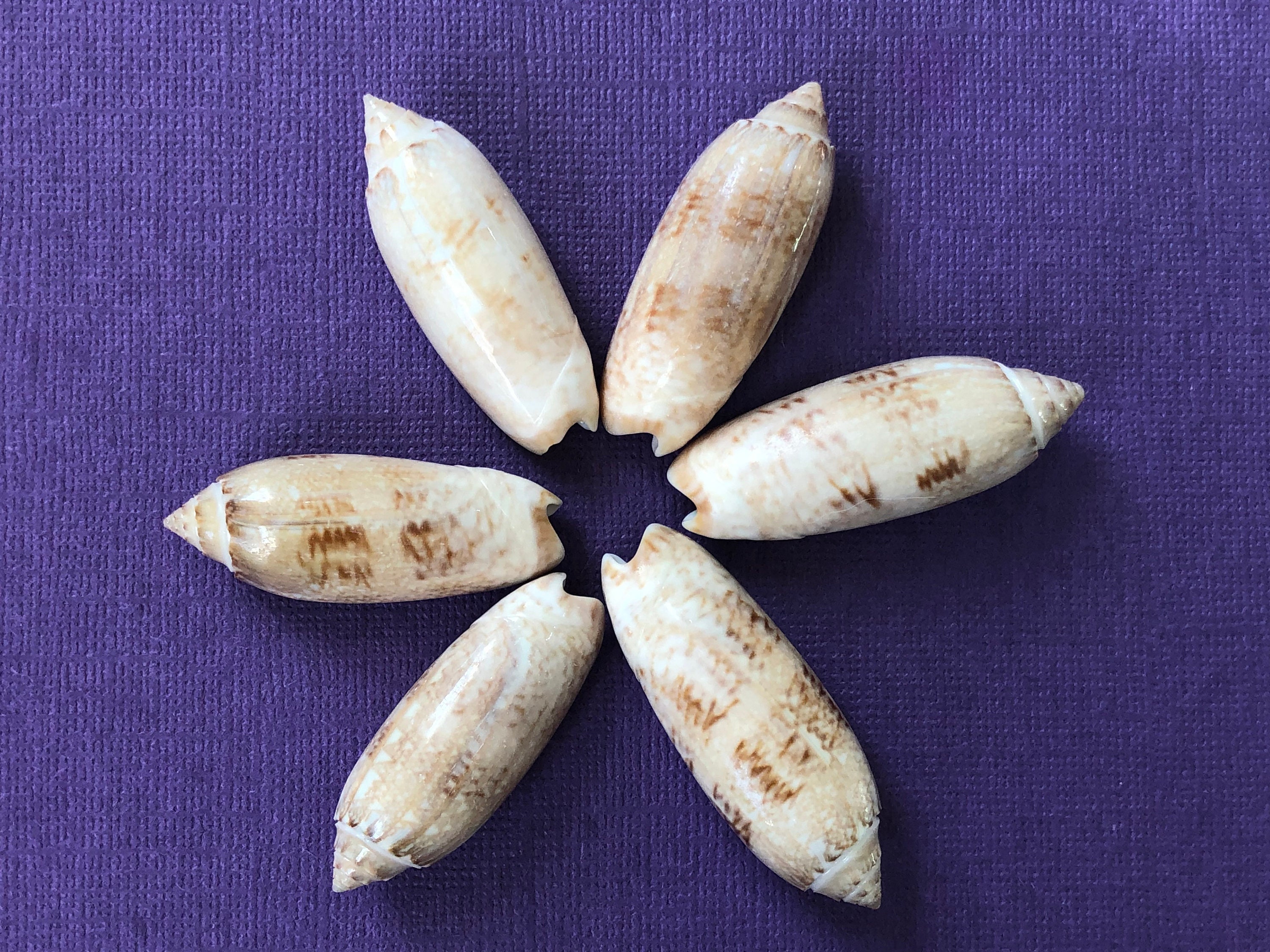 Lot of 6 Large Lettered Olive Seashells- Natural Shells- 1.5 Inches ...