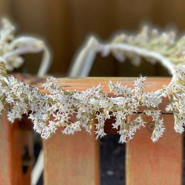 German Statice - Etsy