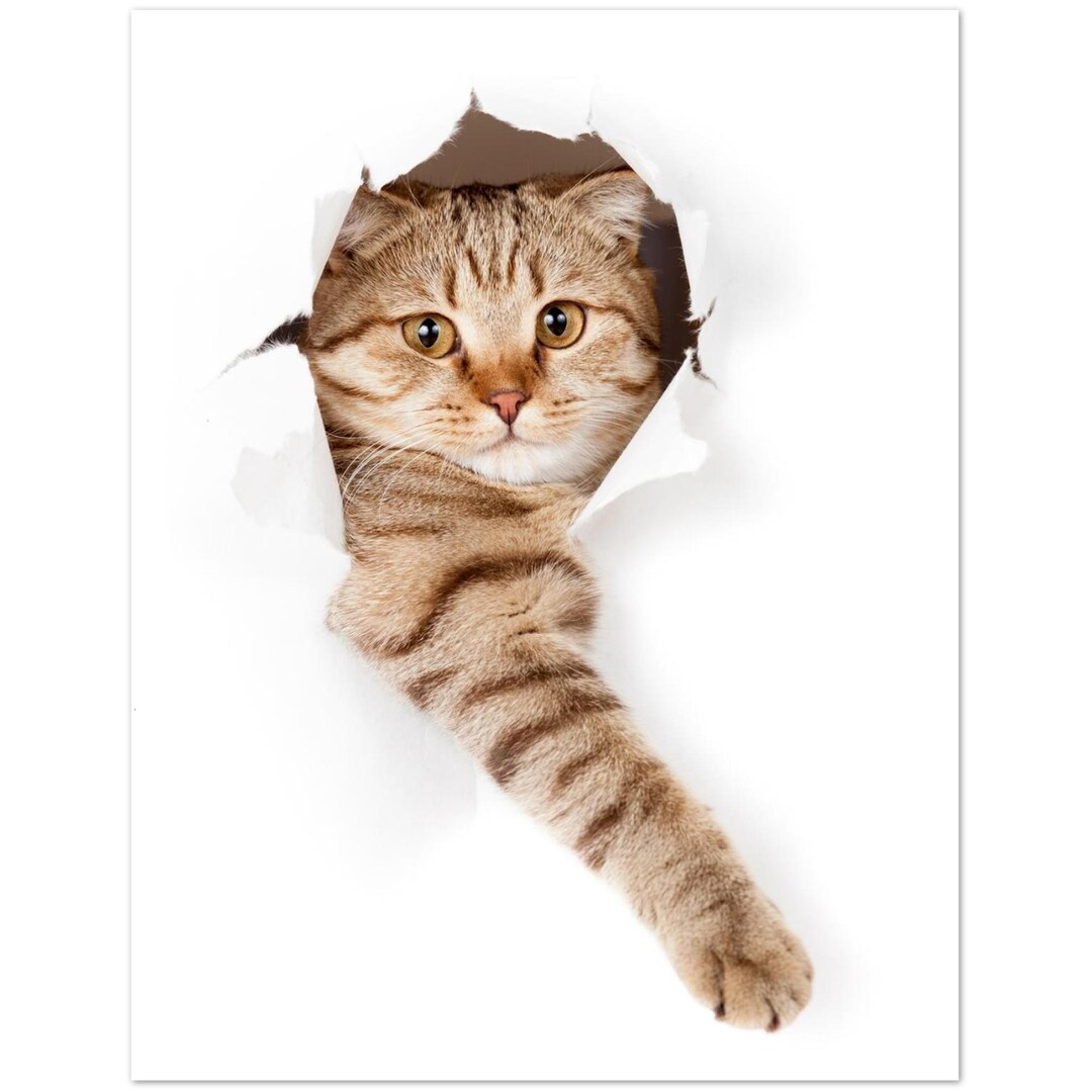 Cat Busting Threw Wall, Hey! Blank Note Cards Pack of 10 Greeting Cards ...