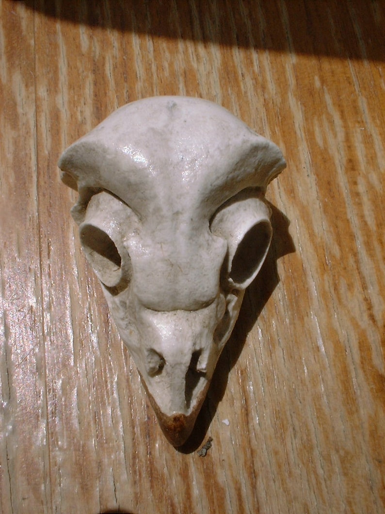 OWL - Spotted Owl - Owl Skull - SKULLS - Bird Bones - Cast Bones - - Etsy