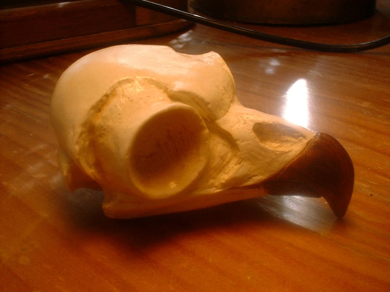 Owl - Bird Skull - Great Horned Owl - Skull Casting - Bird Bones ...