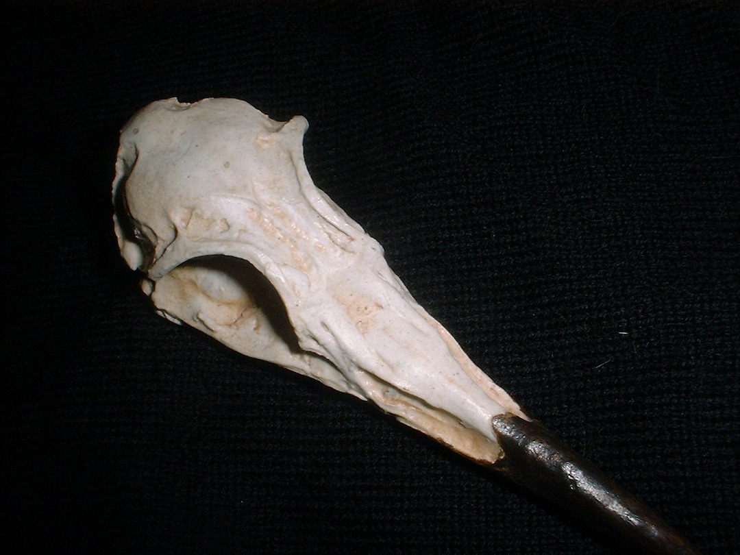 Sea Bird Skull Casting - Hydrostone Bone Replica - Etsy
