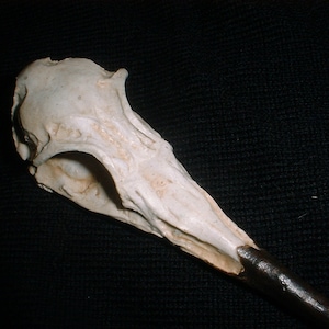 Sea Bird Skull Casting - Hydrostone Bone Replica - Etsy