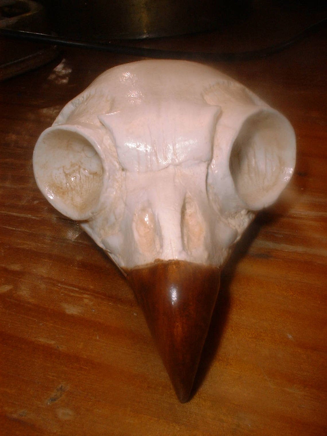 Owl - Bird Skull - Great Horned Owl - Skull Casting - Bird Bones ...