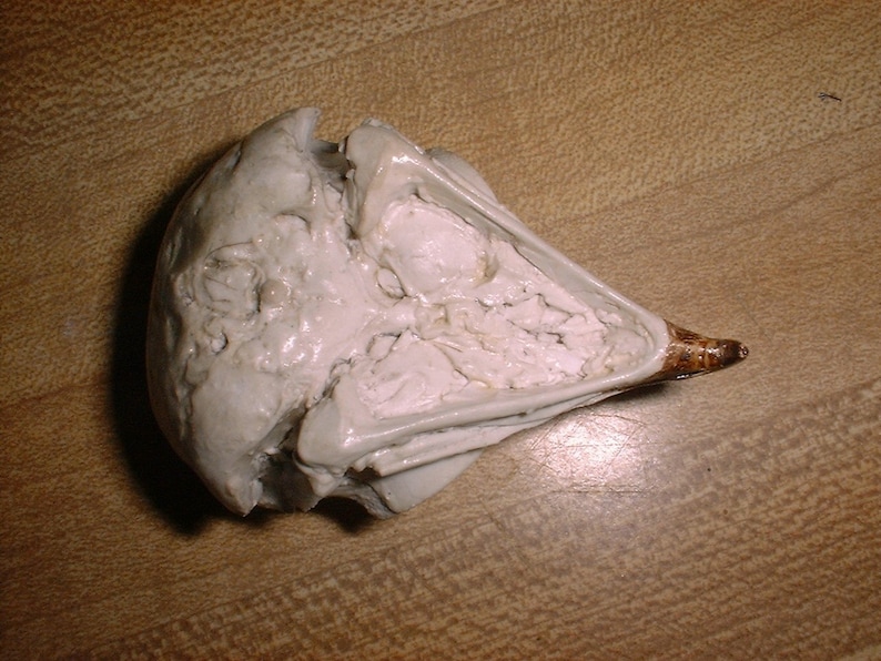 Screech Owl Skull Casting - Hydrostone Gypsum Cement - Etsy