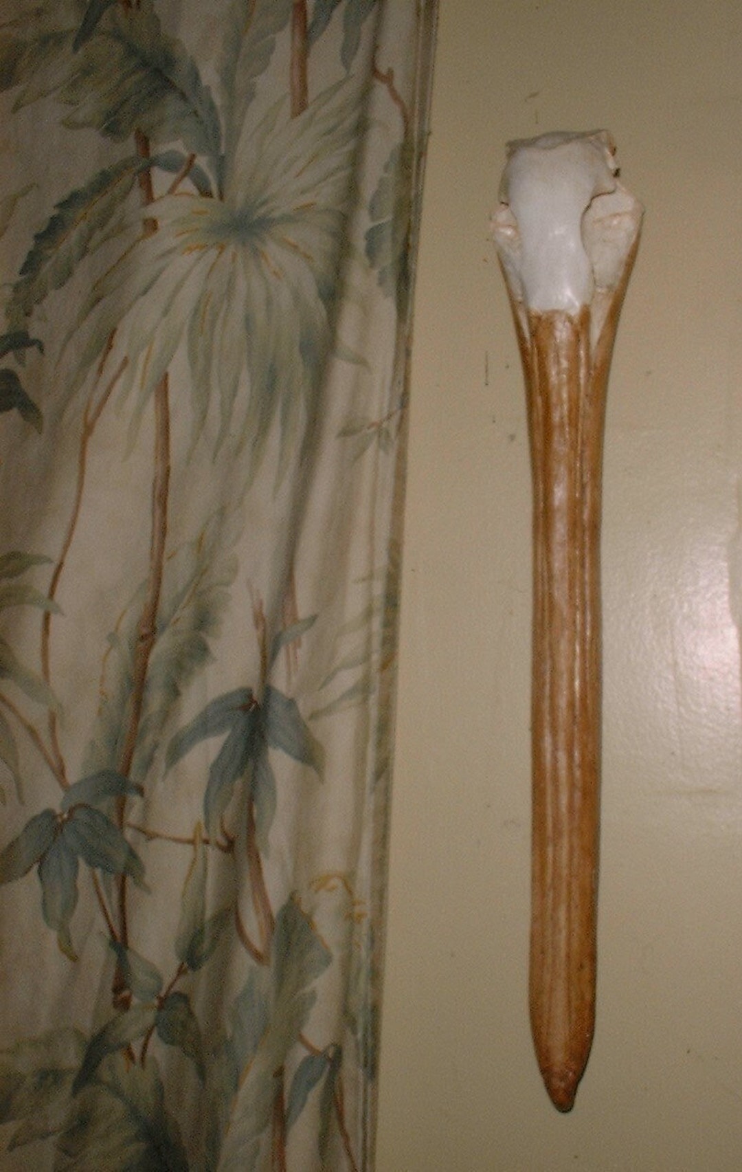 PELICAN Large Skull Bird Skull Rare Bird Skull California Pelican Bone ...