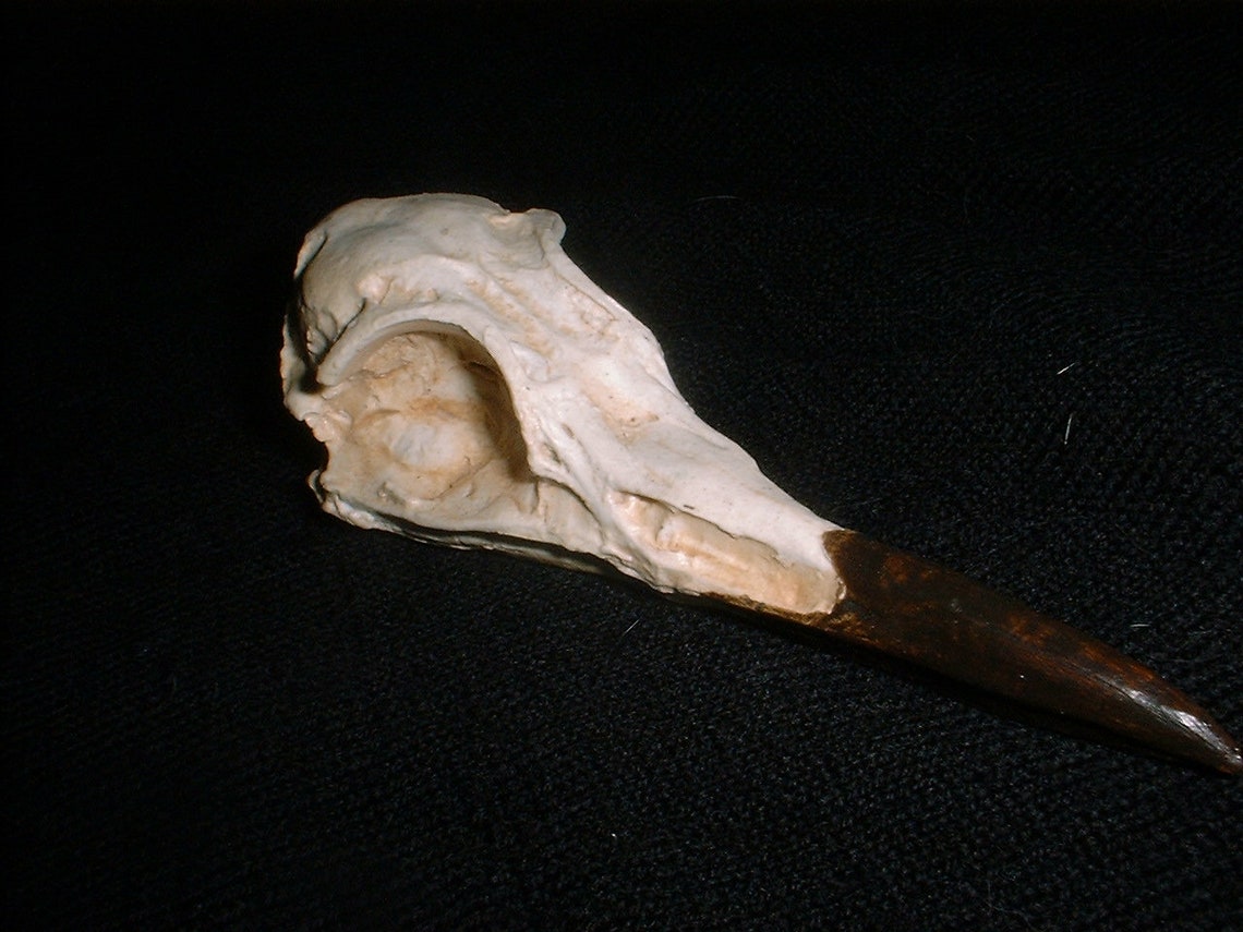 Sea Bird Skull Casting - Hydrostone Bone Replica - Etsy