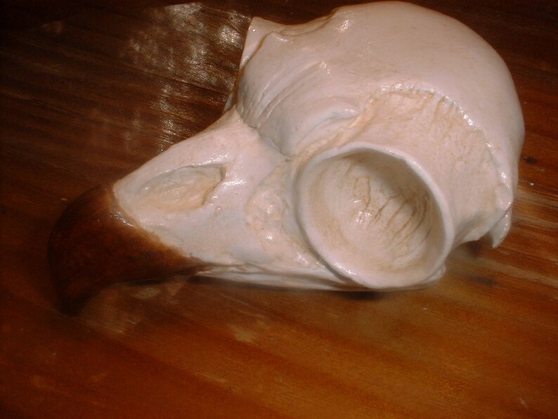 Owl - Bird Skull - Great Horned Owl - Skull Casting - Bird Bones ...