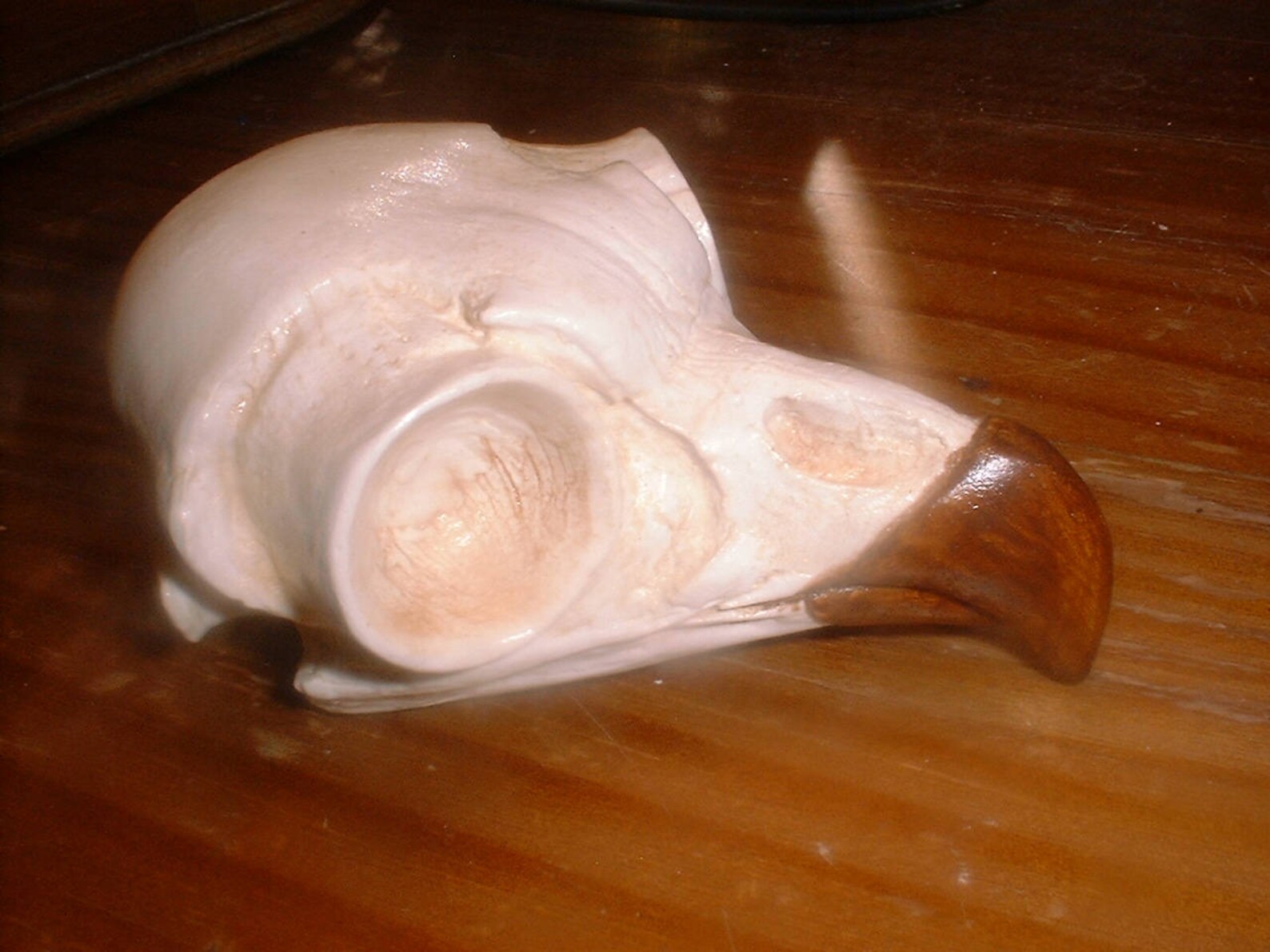 Owl - Bird Skull - Great Horned Owl - Skull Casting - Bird Bones ...