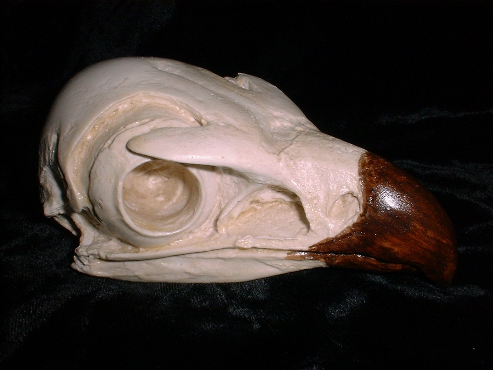 Eagle Bald Eagle Skull Bones Bird Skulls Casting of - Etsy