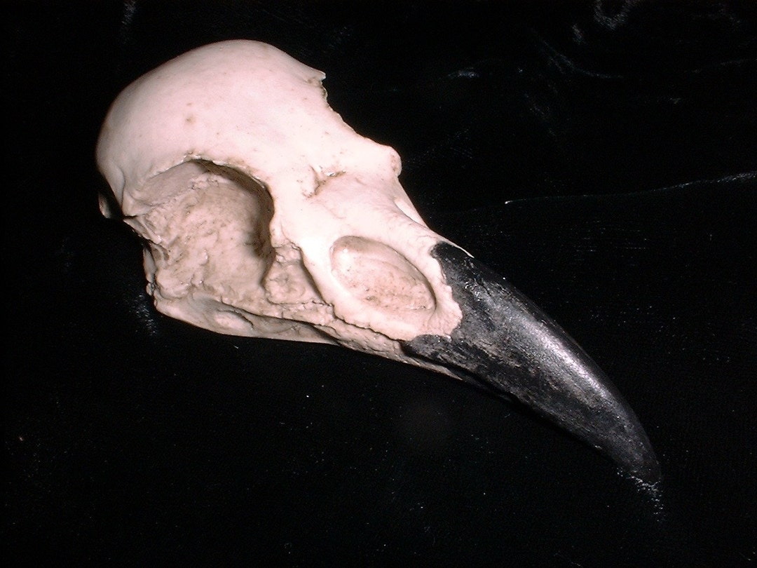 RAVEN - Raven Skull - Casting - ETHICAL - Not PLASTIC - Totem ...