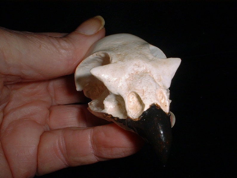 Skull HAWK Skull Casting Bird Skull Bones Bird Bones - Etsy