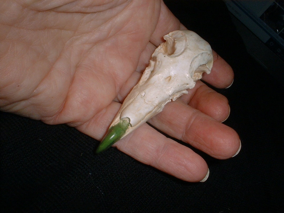 Fulmar - Sea Bird - Bird Skull - Skull Casting - Bone Casting - Small ...