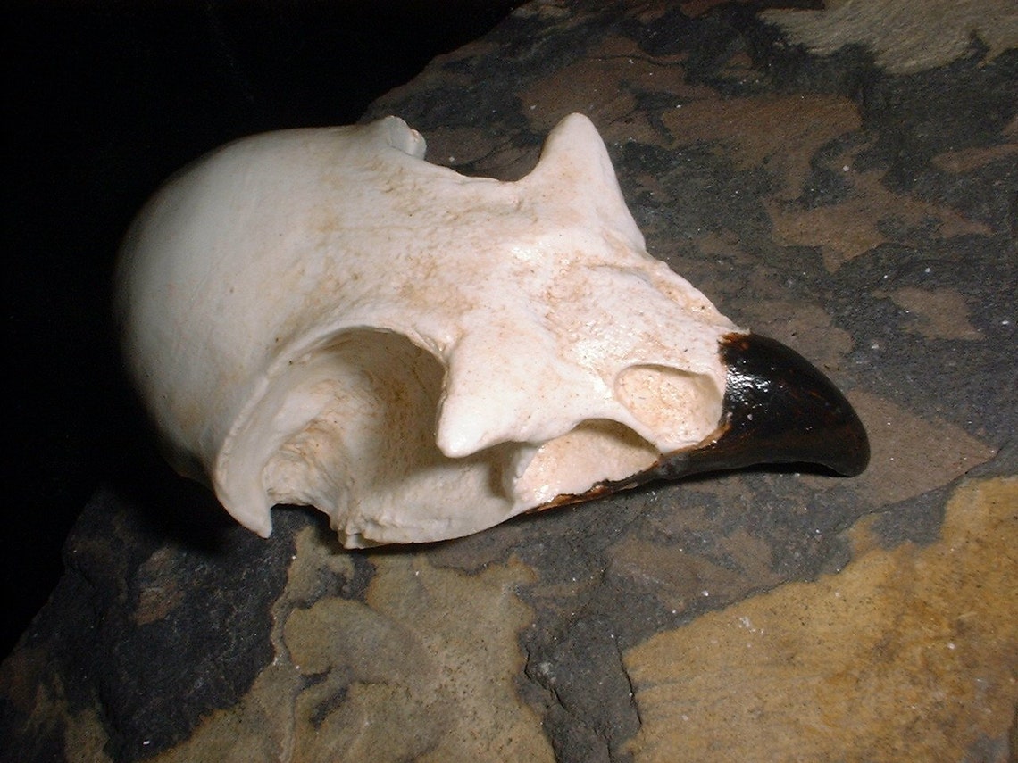 Skull HAWK Skull Casting Bird Skull Bones Bird Bones - Etsy