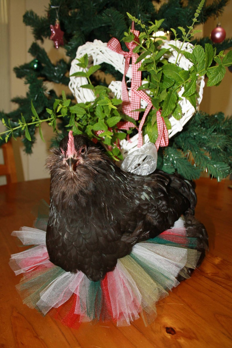 Themed Chicken Tutu in Standard Fullness - Etsy