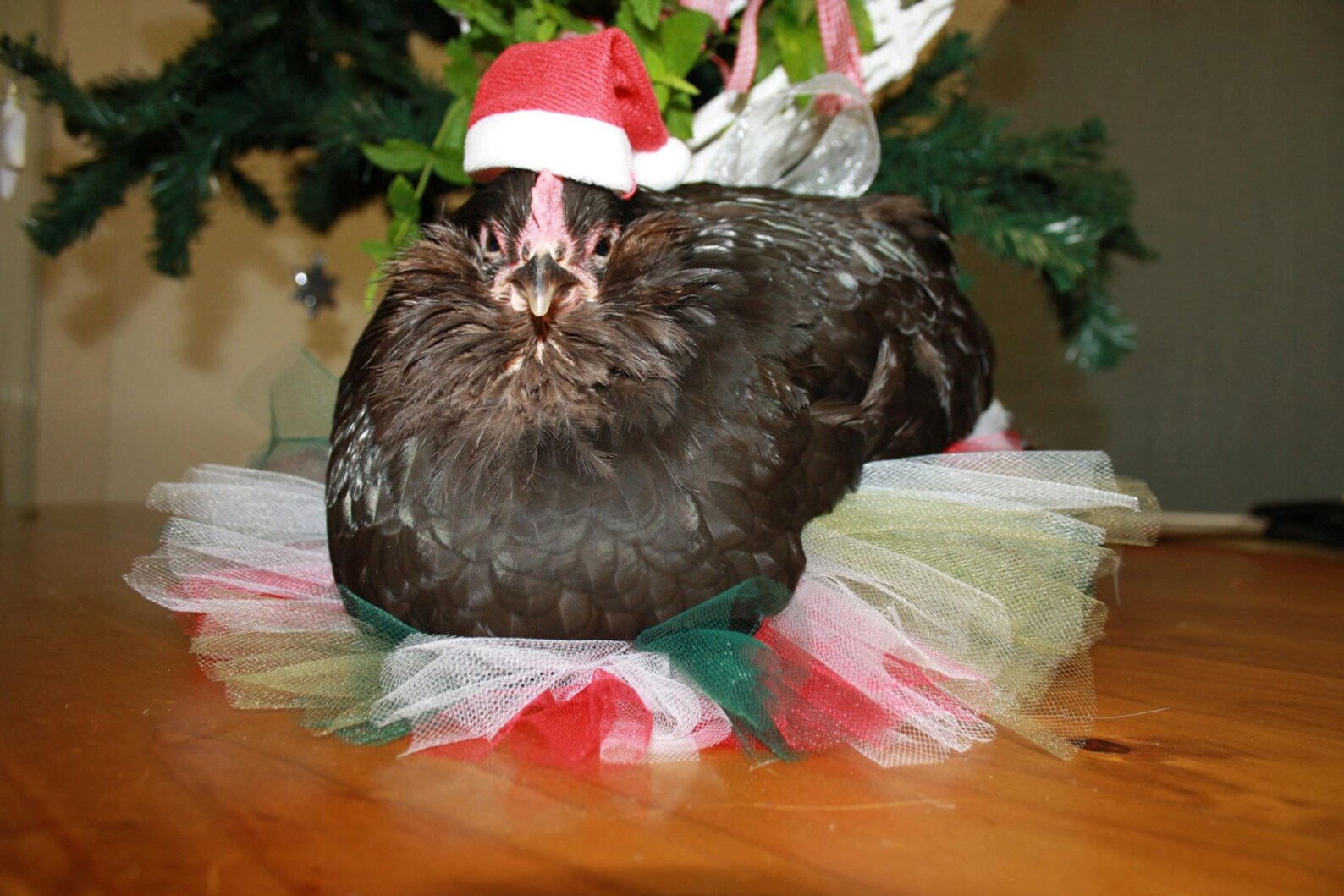 Themed Chicken Tutu in Standard Fullness - Etsy
