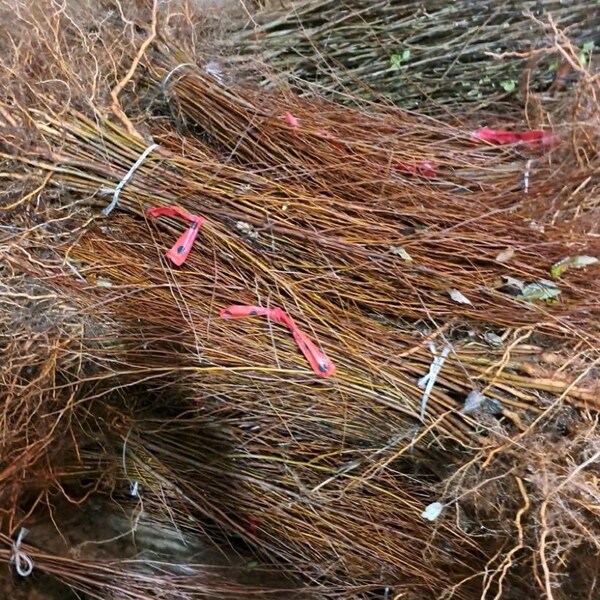 River Birch - Etsy