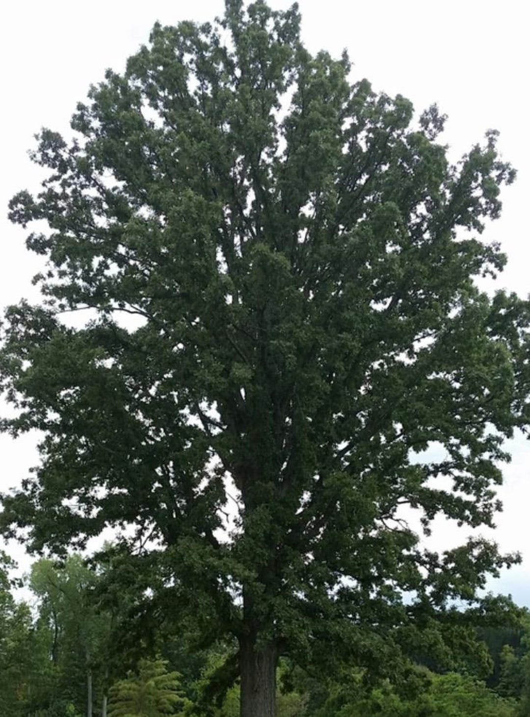 Bur Oak, Quercus Macrocarpa (bare Root) (live Plant) - Etsy