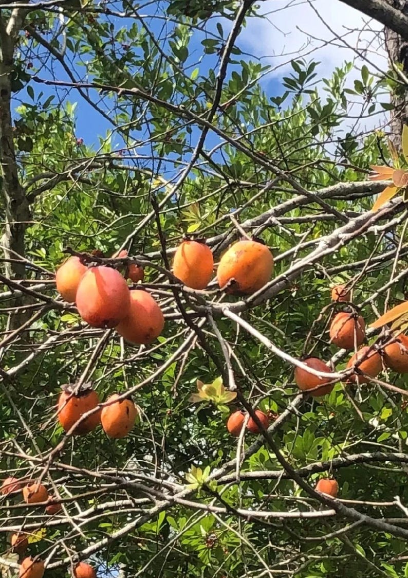 Common Persimmon, Diospyros Virginiana (bare Root) (live Plant) - Etsy