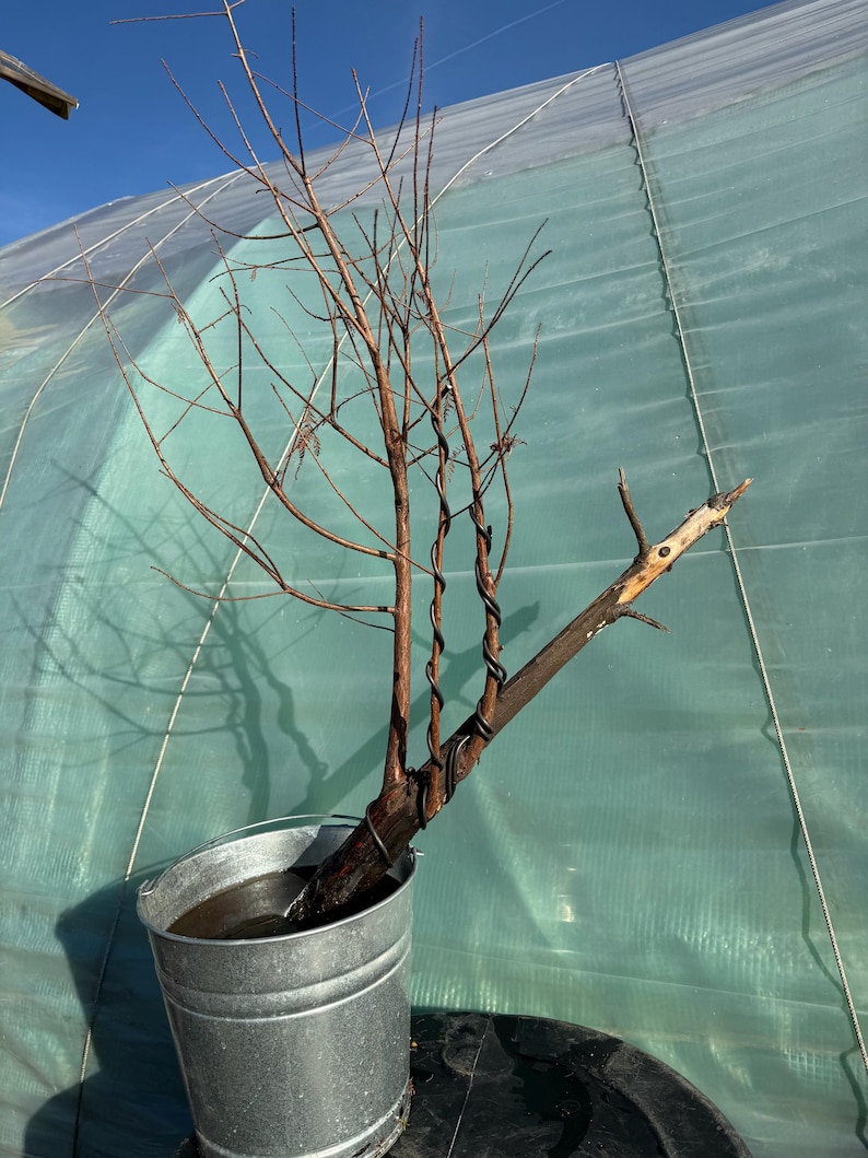 Mature Bald Cypress (taxodium Distichum) Slant Raft Bonsai With ...